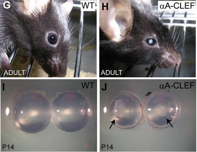 Research | Institute of Molecular Genetics of the Czech Academy of Sciences