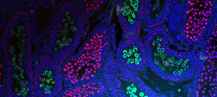 Institute of Molecular Genetics of the Czech Academy of Sciences