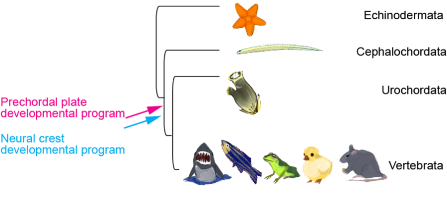 Key features of vertebrate head development have their origins in a ...